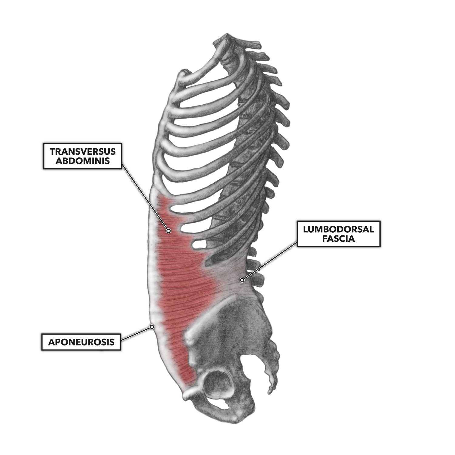 CrossFit | Lumbar Muscles, Part 2