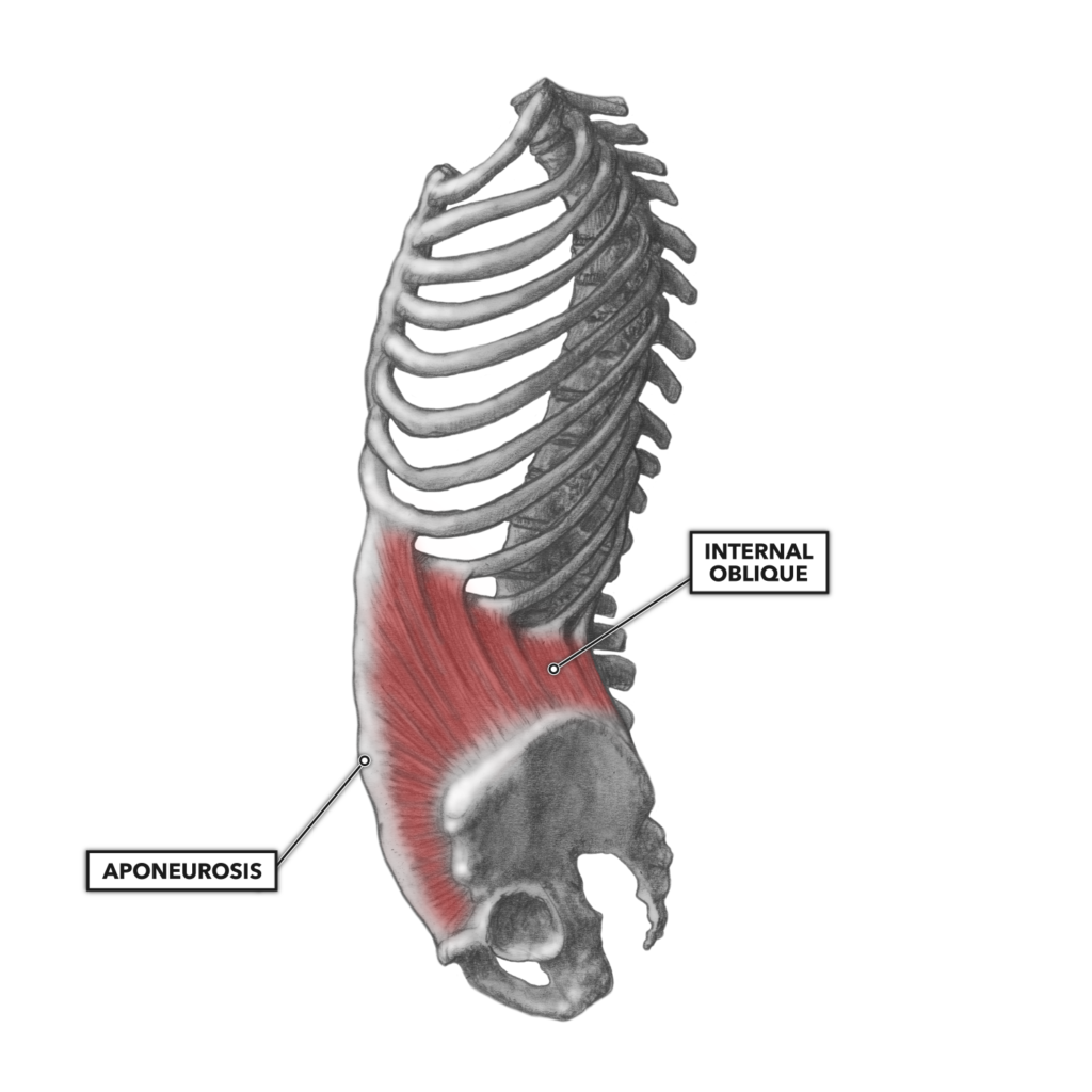 CrossFit | Lumbar Muscles, Part 2