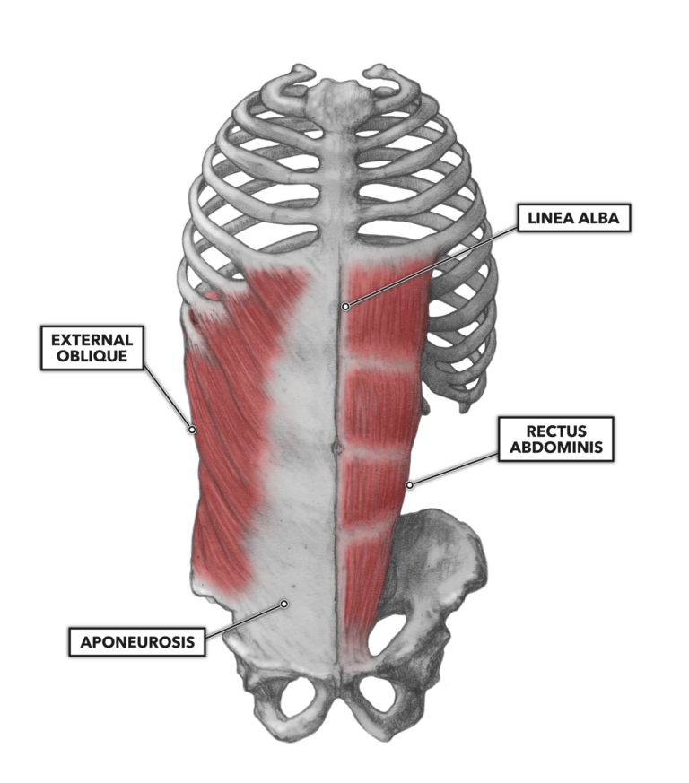 CrossFit | Lumbar Muscles, Part 2