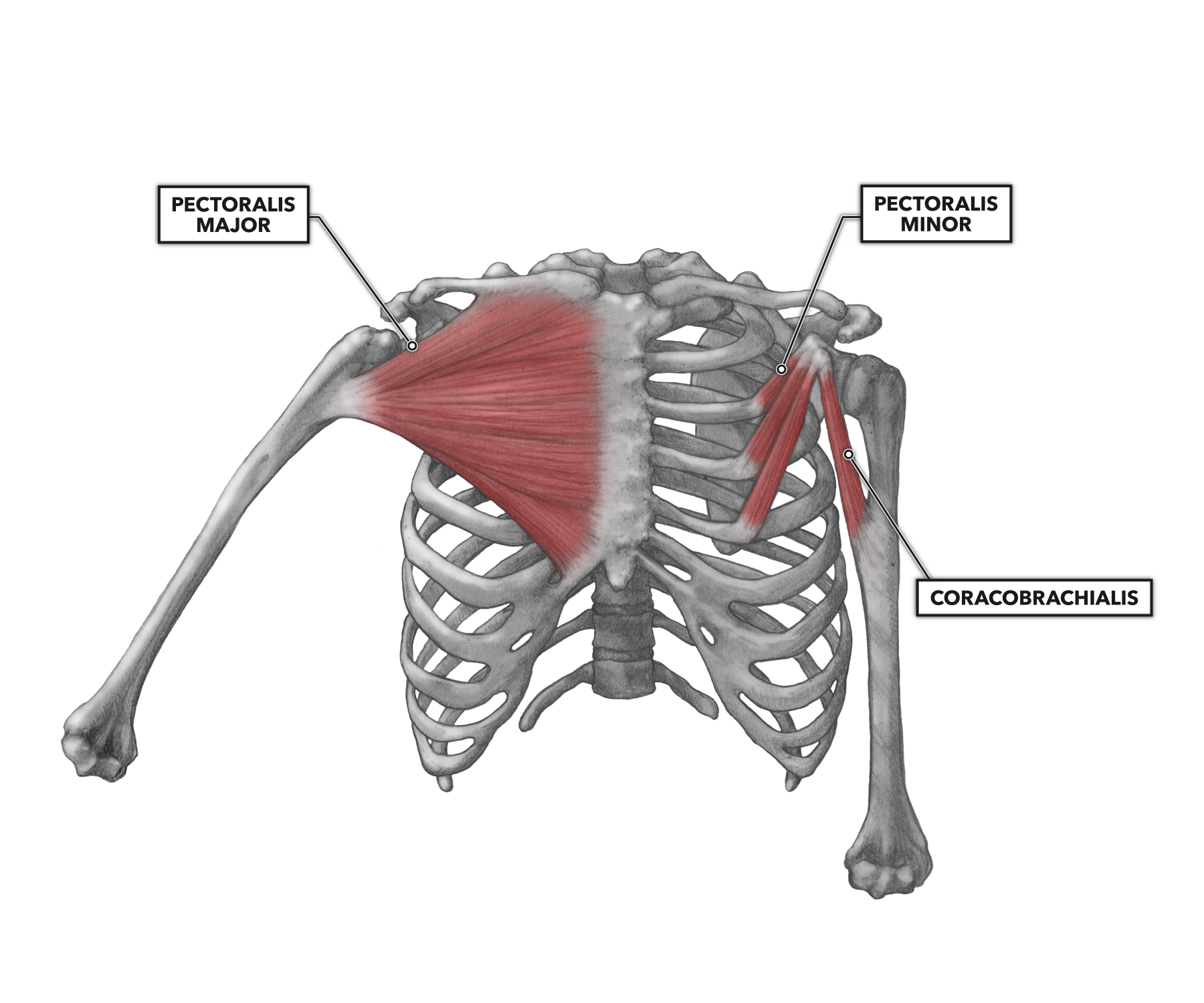 CrossFit | Shoulder Muscles, Part 1: Anterior Musculature