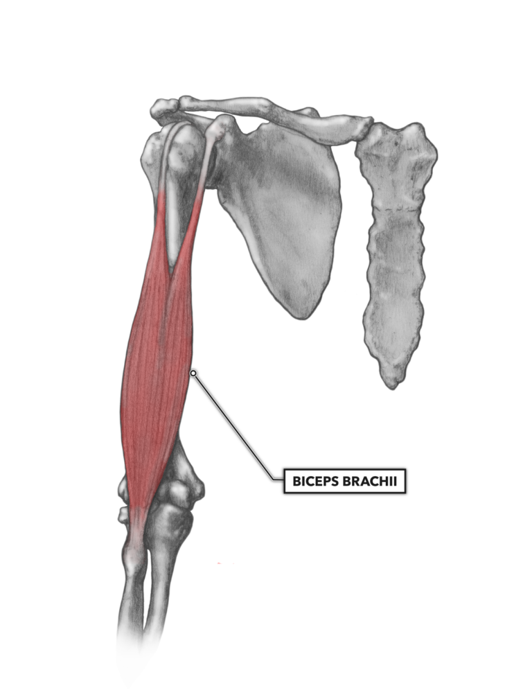 CrossFit | Shoulder Muscles, Part 1: Anterior Musculature