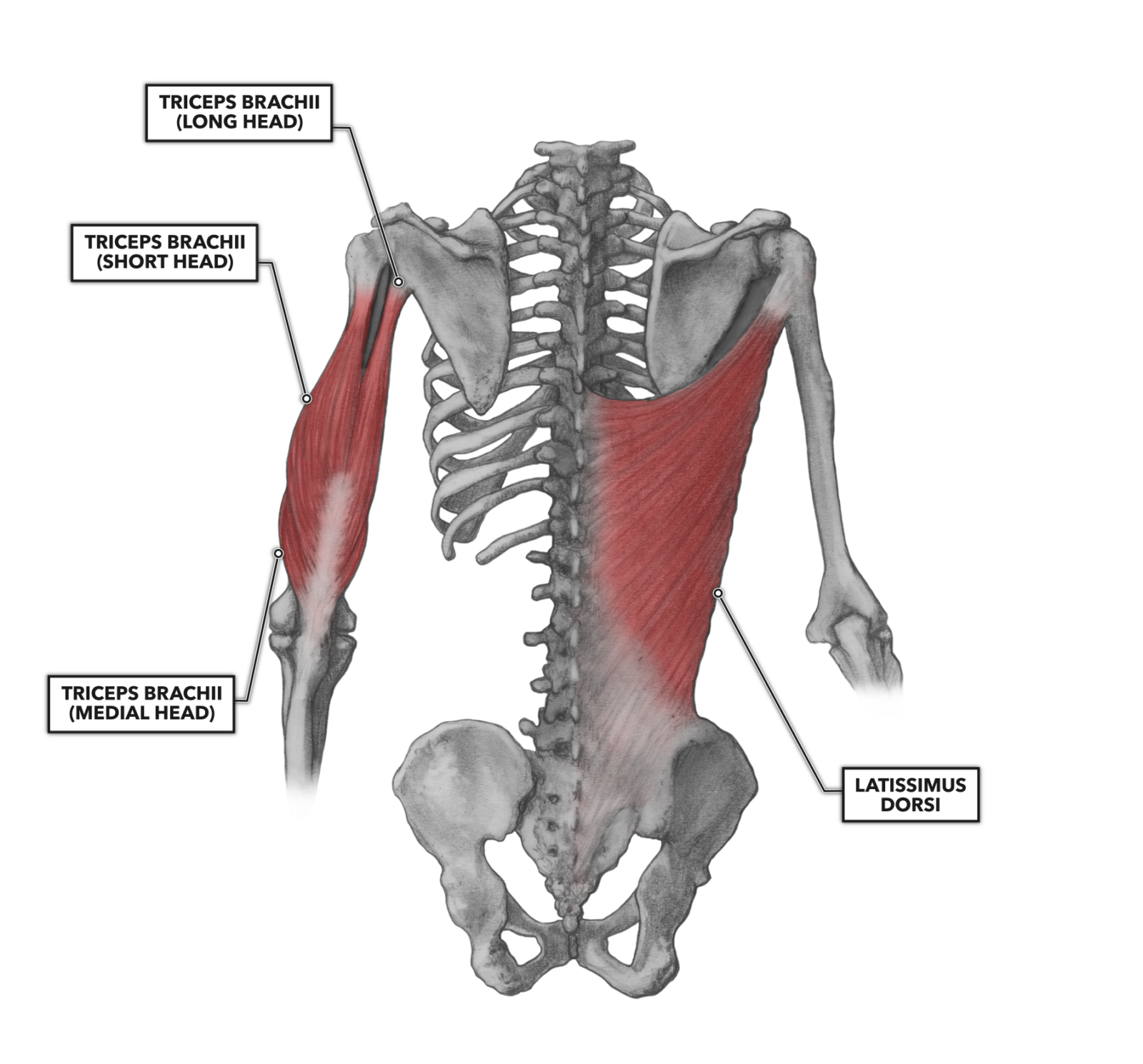 CrossFit | Shoulder Muscles, Part 2: Posterior Musculature