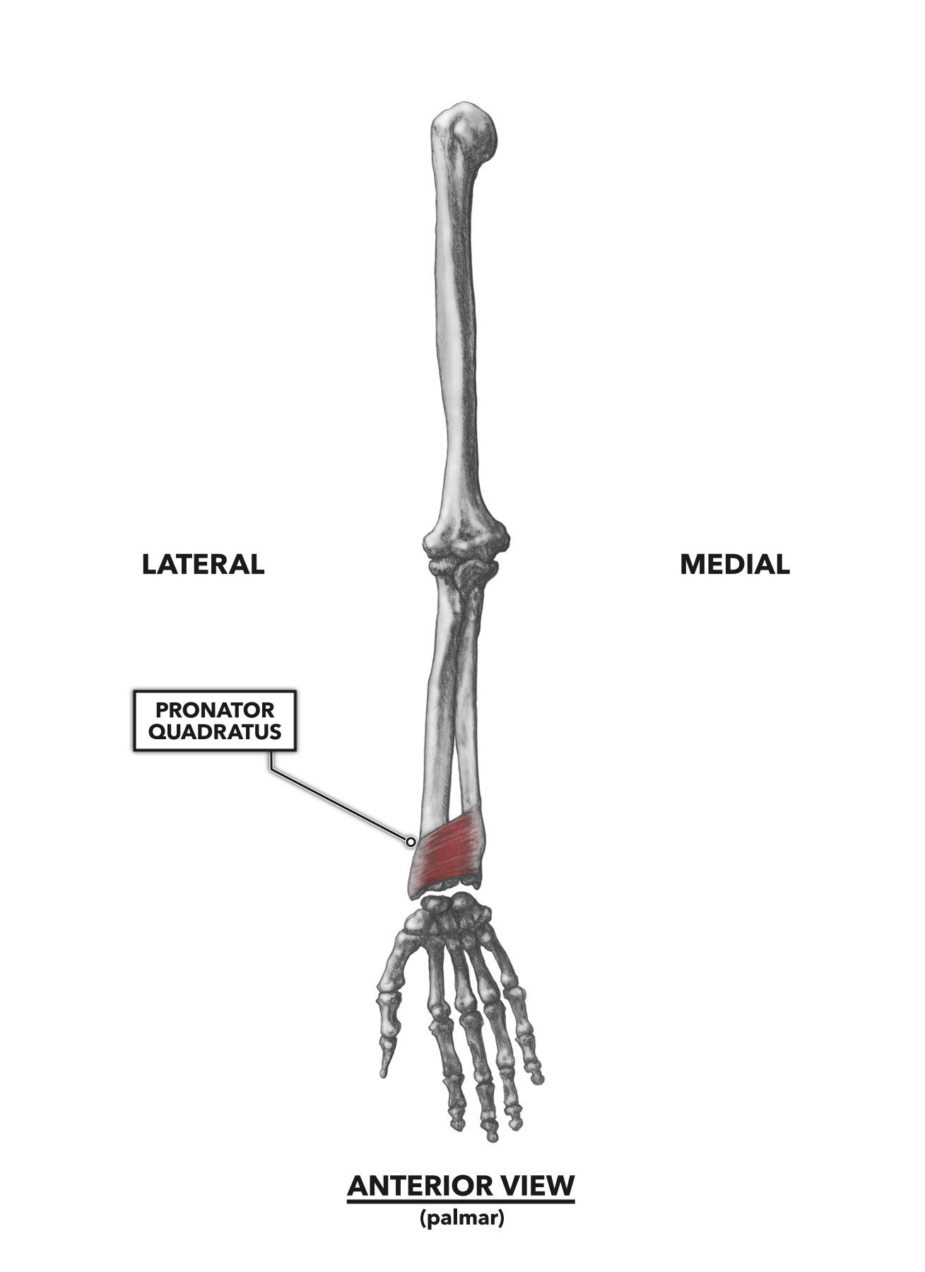 CrossFit | Wrist Musculature, Part 1: Anterior Muscles