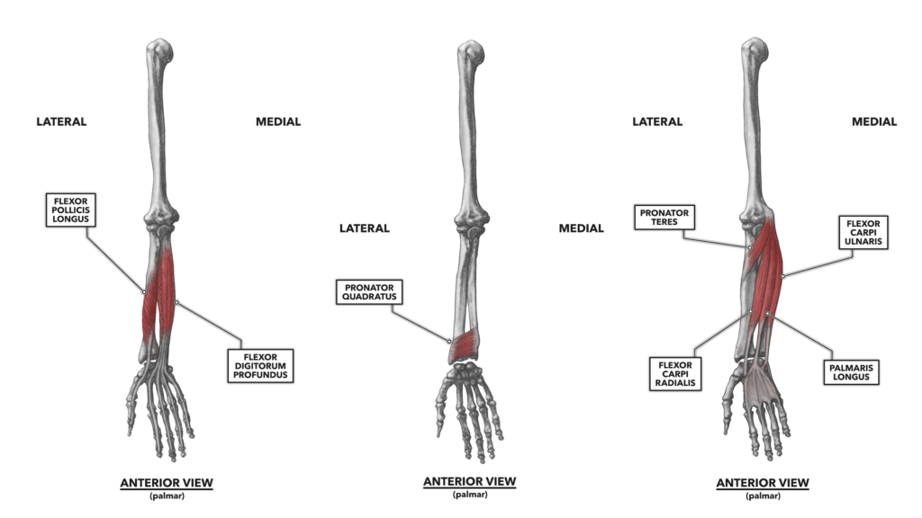 CrossFit | Anatomy & Physiology