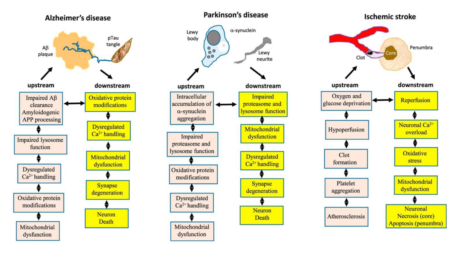 CrossFit | Hallmarks of Brain Aging: Adaptive and Pathological ...