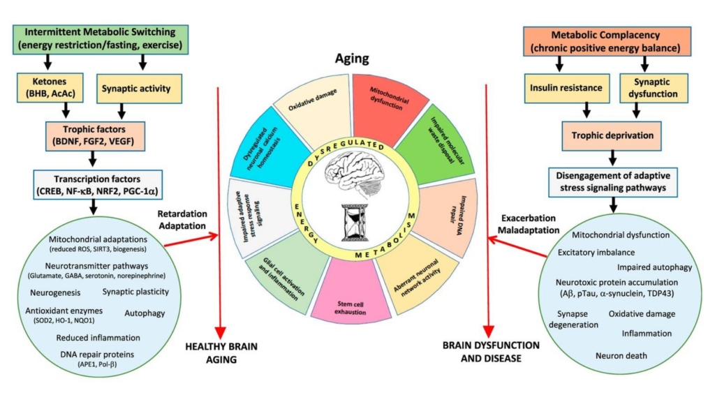 CrossFit | Hallmarks of Brain Aging: Adaptive and Pathological ...