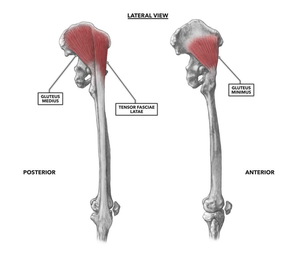 CrossFit | Hip Musculature, Part 3: Lateral Muscles