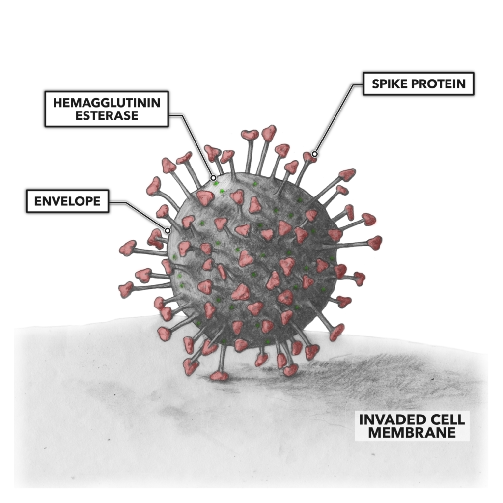 CrossFit | Simplified Viral Anatomy