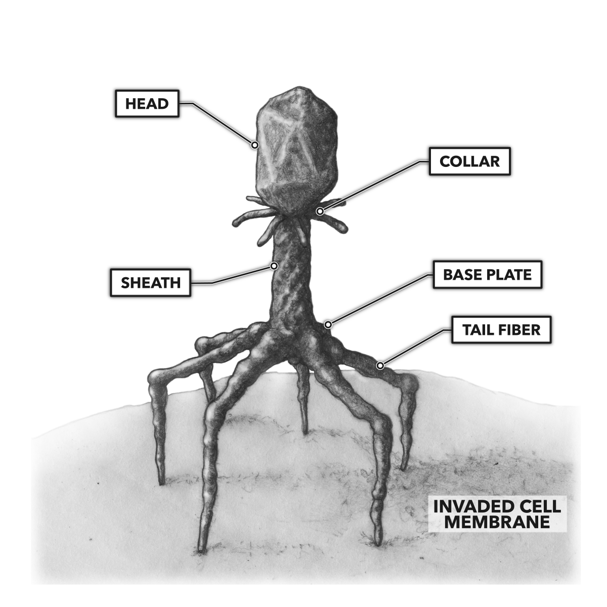 CrossFit | Simplified Viral Anatomy