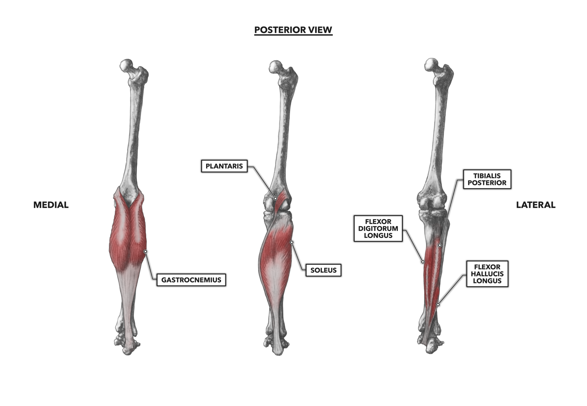 CrossFit | Ankle Musculature, Part 1: Posterior Muscles