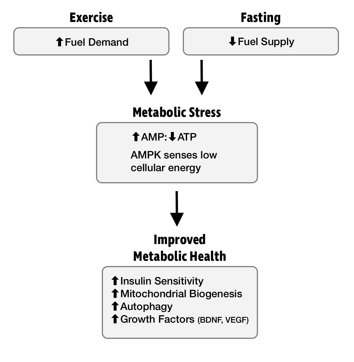CrossFit | Why Antioxidant Supplements Don't Work, Part 3