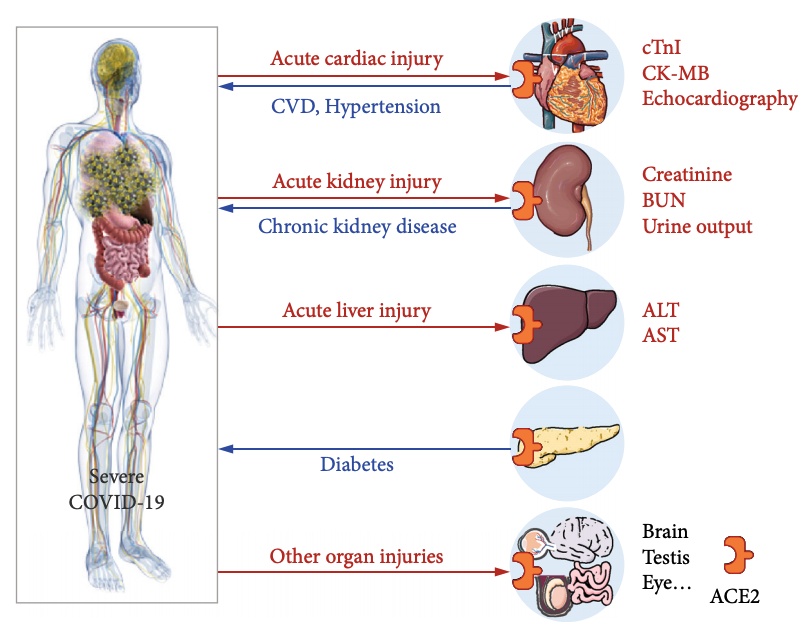 CrossFit | Comorbid Chronic Diseases and Acute Organ Injuries Are ...