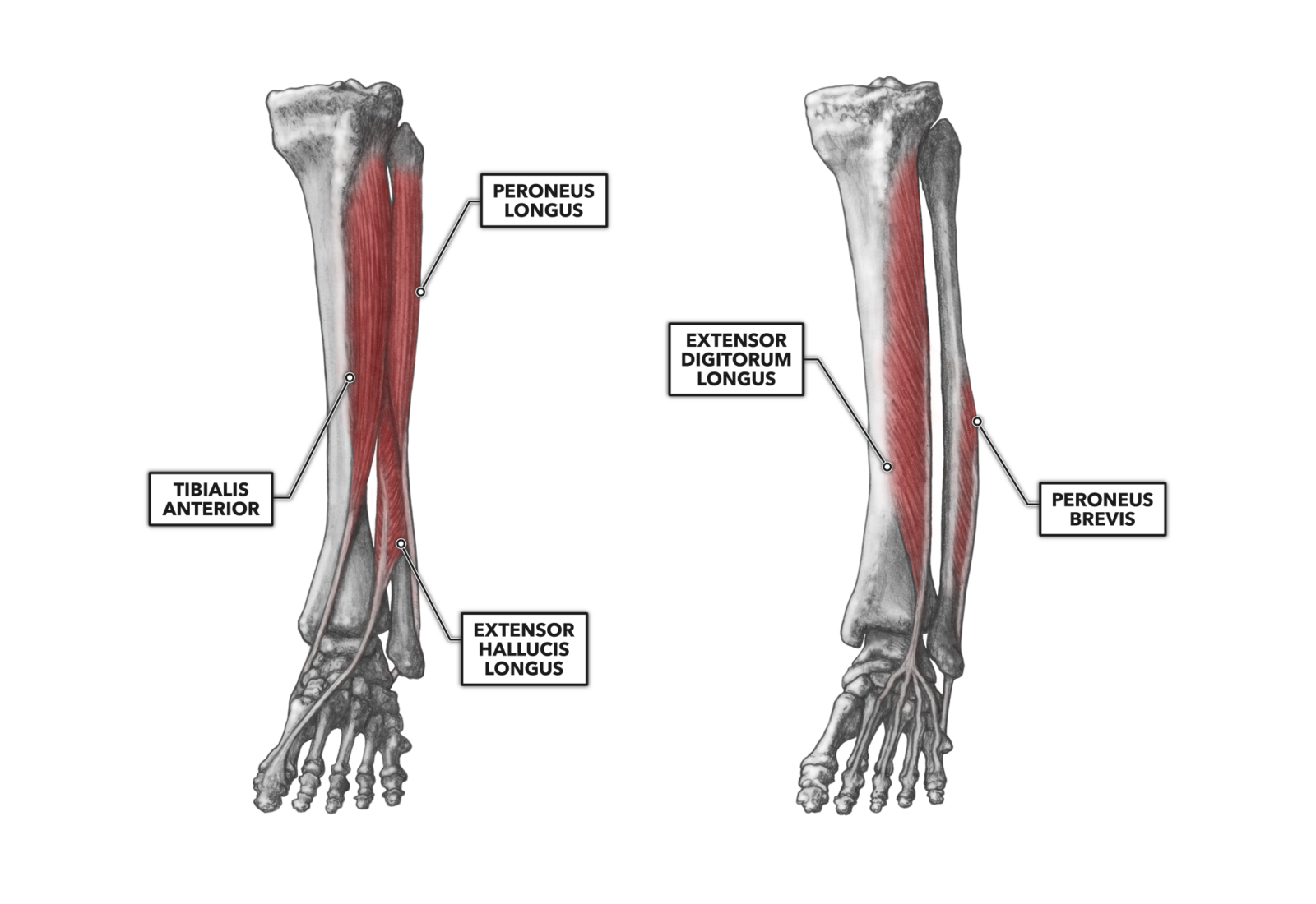 CrossFit | Ankle Musculature, Part 2: Anterior and Lateral Muscles