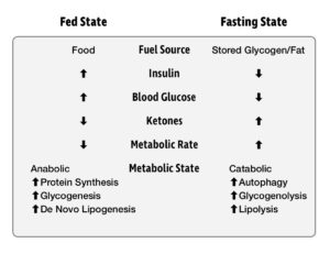 CrossFit | Meal Timing: The Fasting Window