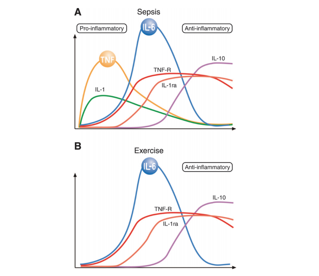 CrossFit | The Anti-Inflammatory Effect of Exercise