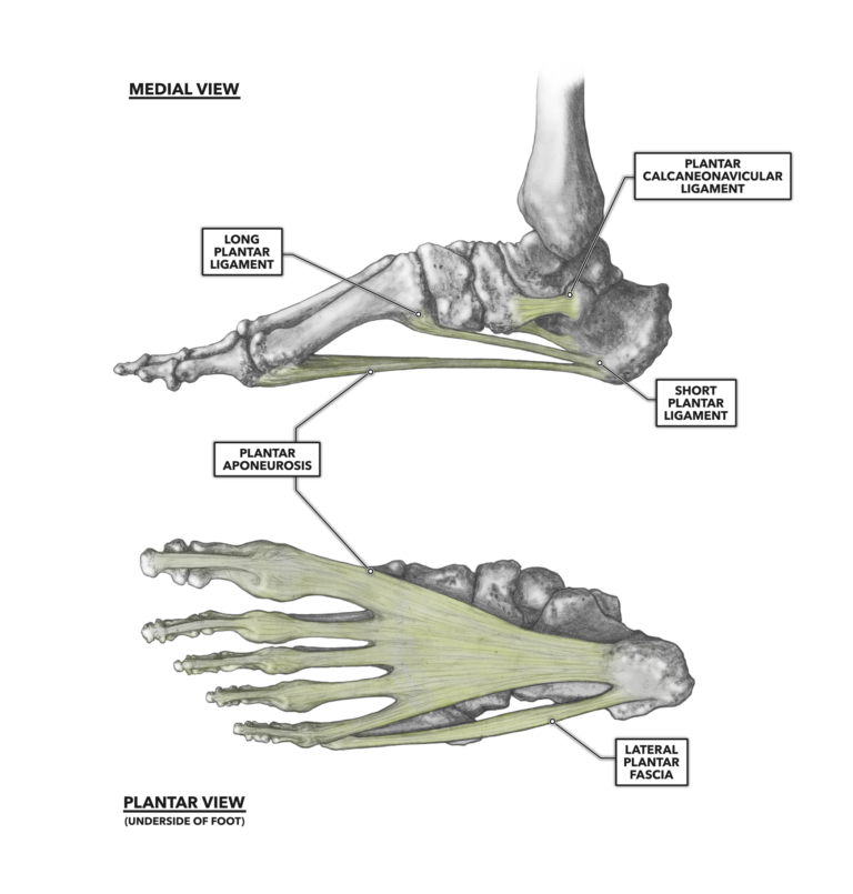 CrossFit | The Foot, Part 2: Ligaments