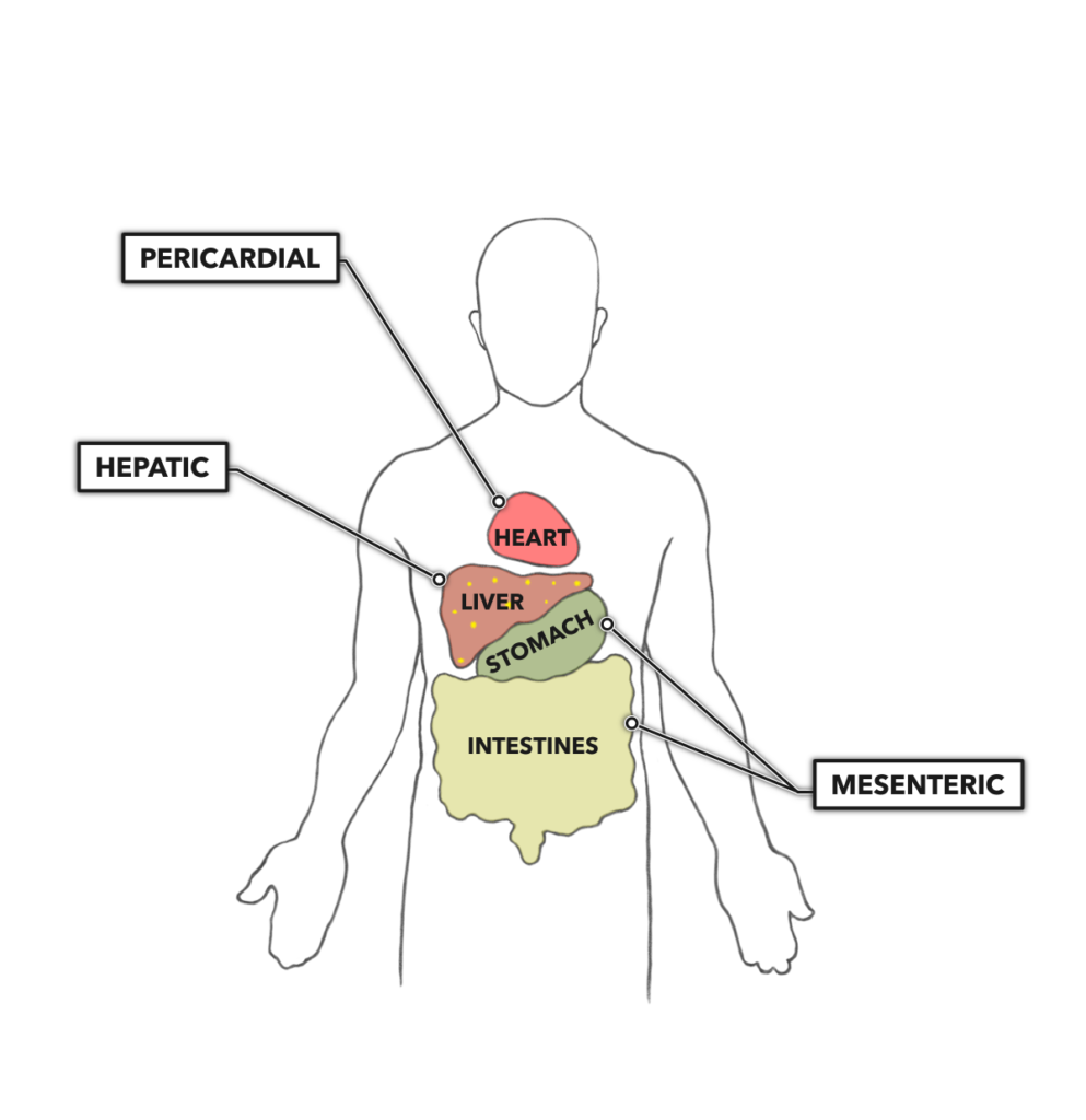 CrossFit | Fat, Part 1: Anatomical Distribution