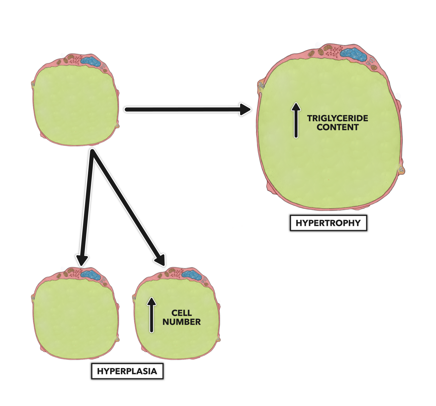 CrossFit | Fat, Part 2: Microanatomy