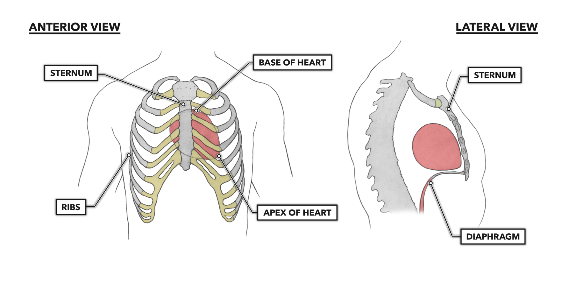 CrossFit | The Heart, Part 1: Location & Orientation