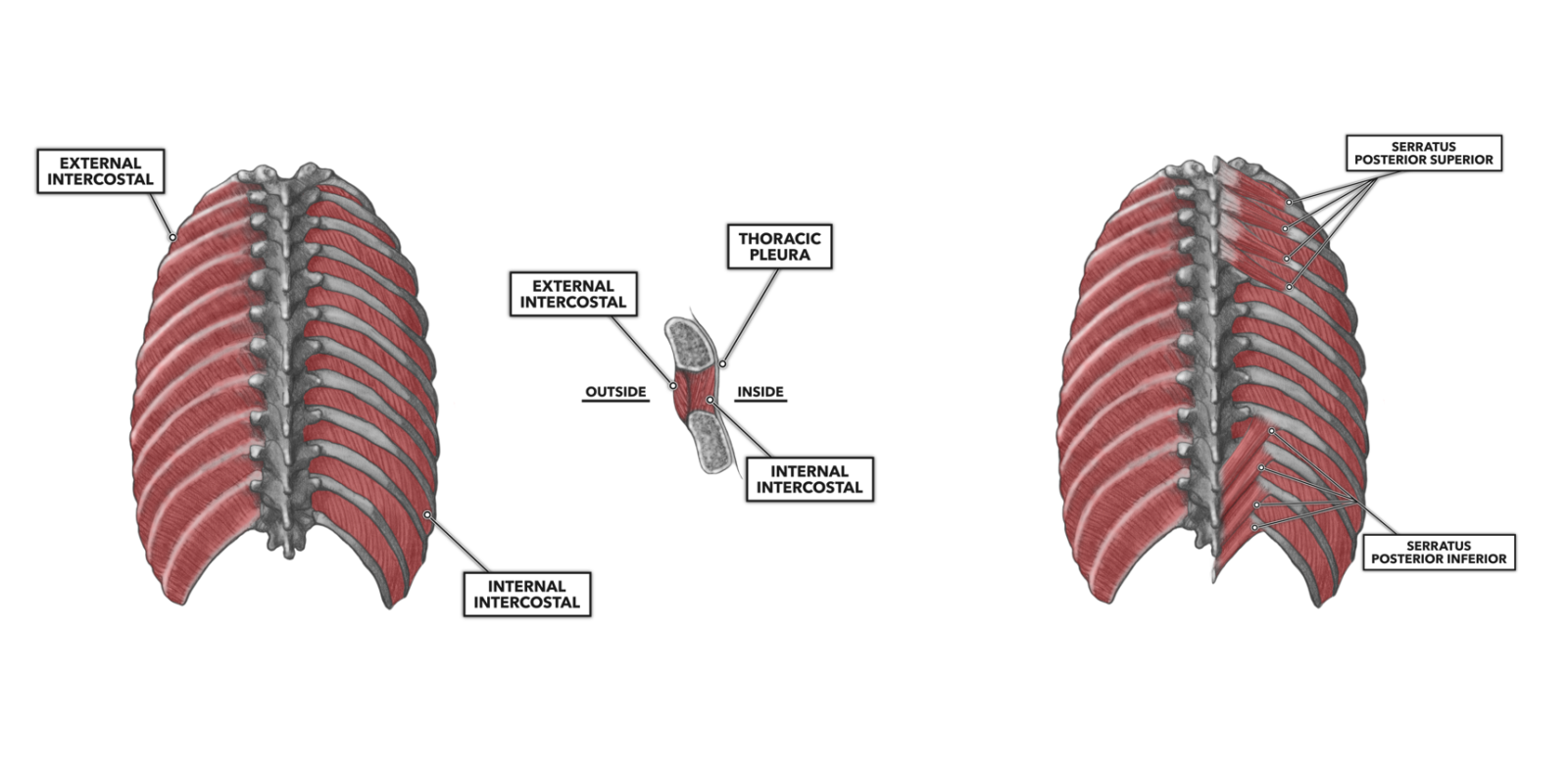 CrossFit | Midline Stability, Part 1: More Than the Core