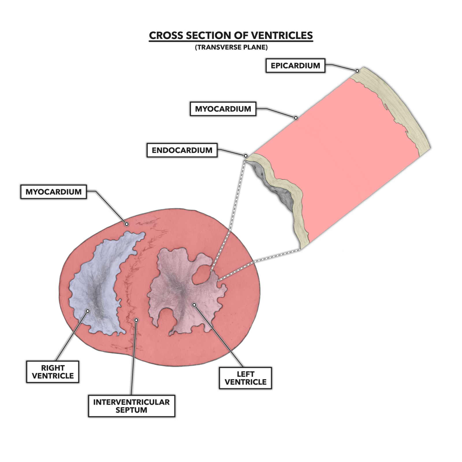 CrossFit | The Heart, Part 3: Muscular Composition and Arrangement