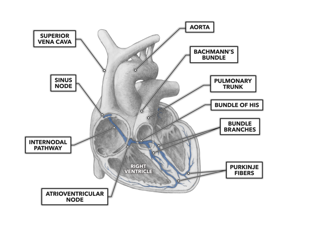 CrossFit | The Heart, Part 4: Conductive Pathway