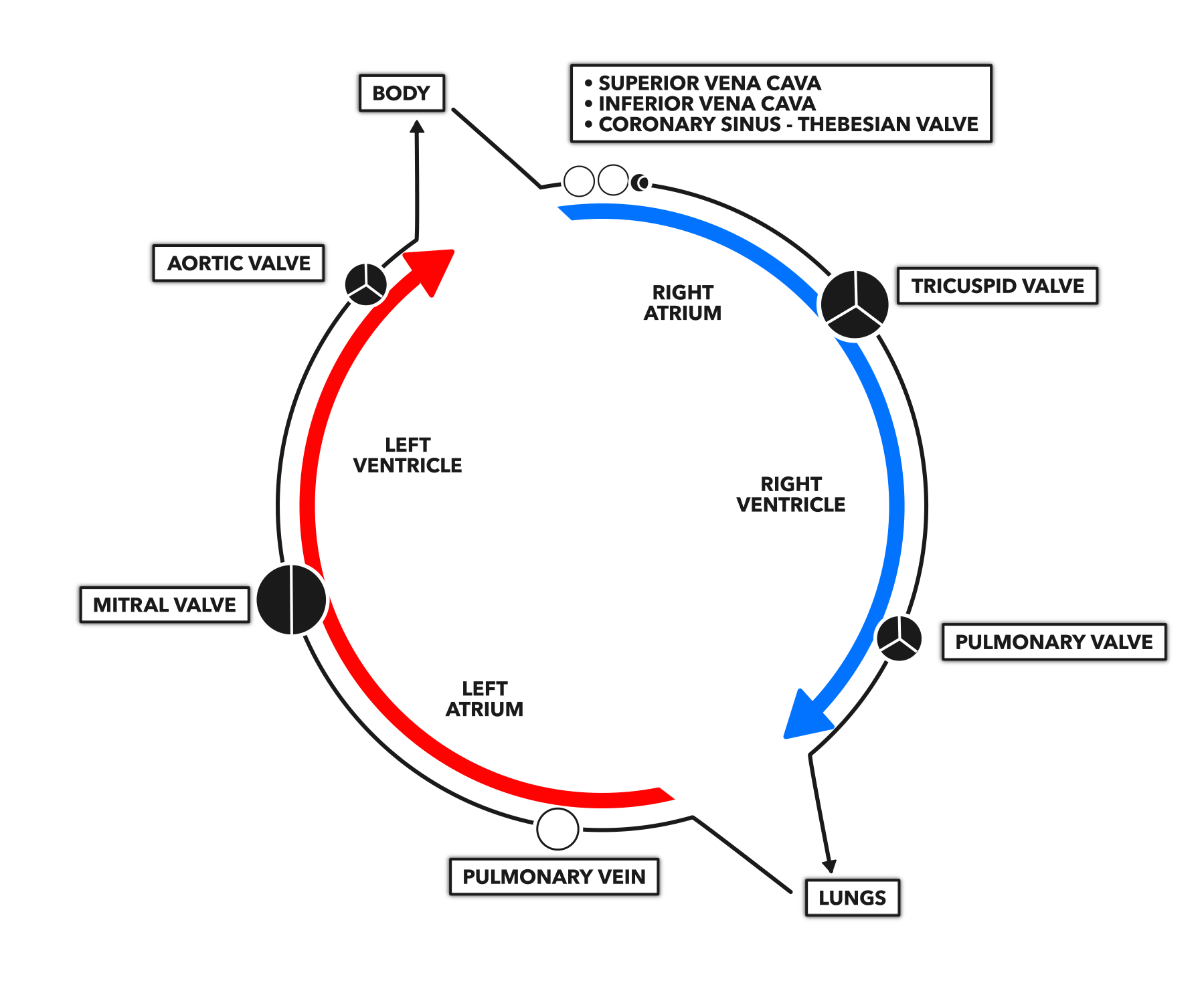 CrossFit | The Heart, Part 5: Blood Flow