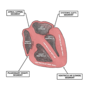 CrossFit | The Heart, Part 2: Muscular Organization