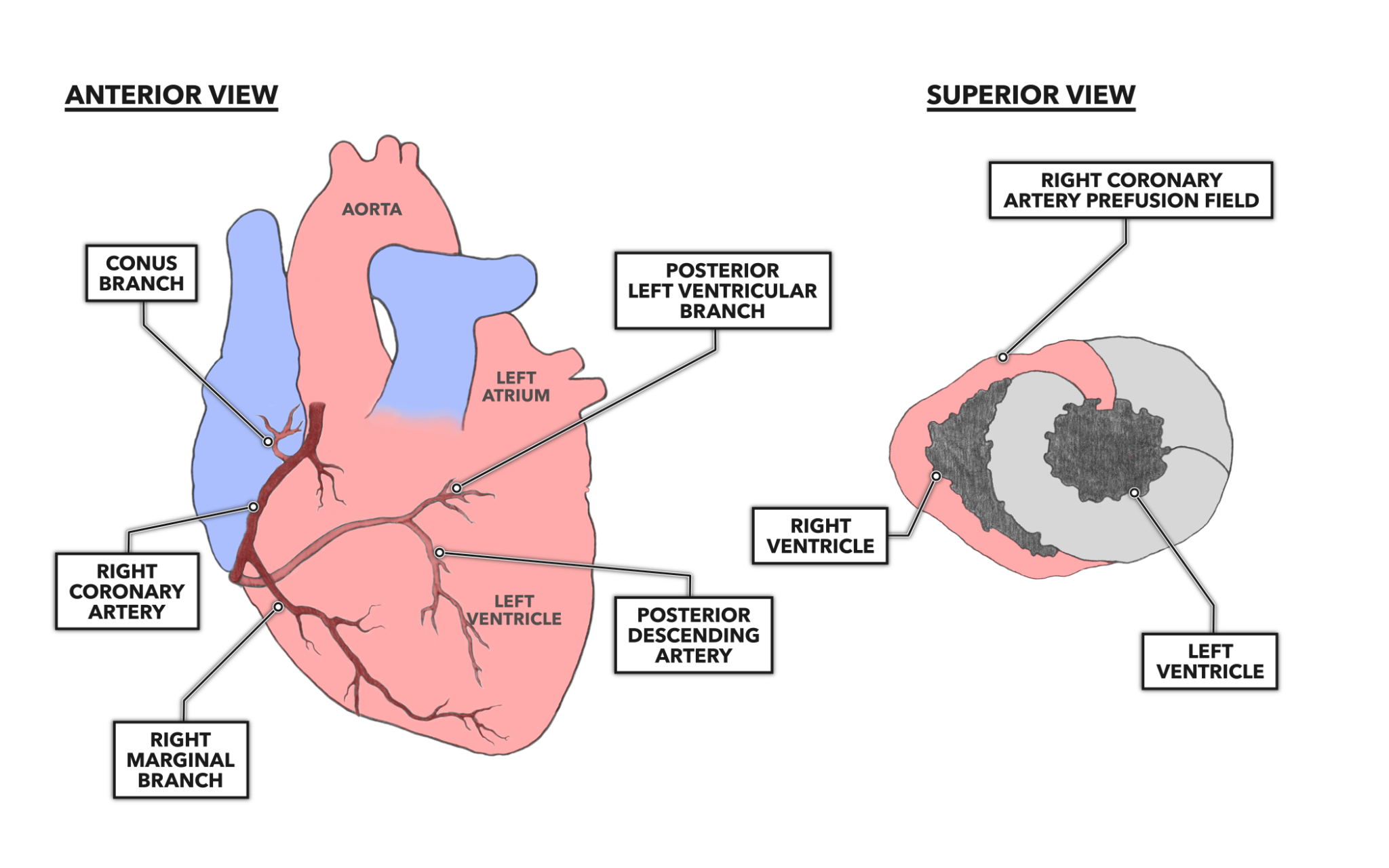 CrossFit | The Heart, Part 7: Coronary Circulation