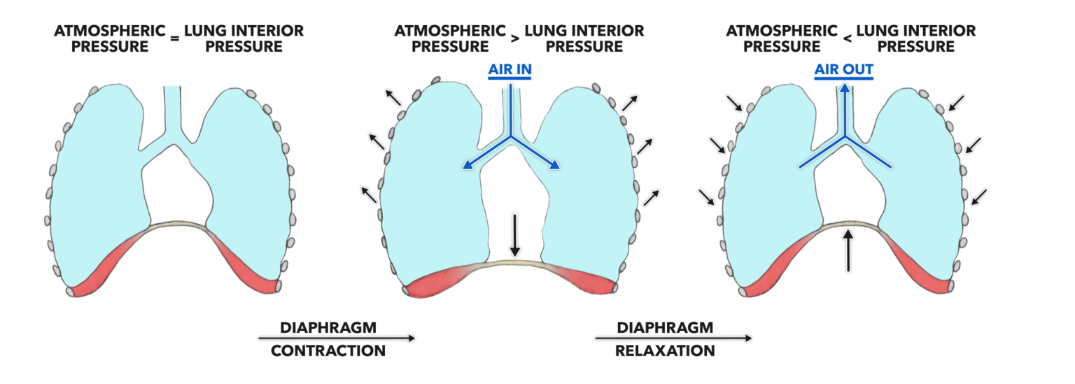 CrossFit | Lung Physiology: Breathing