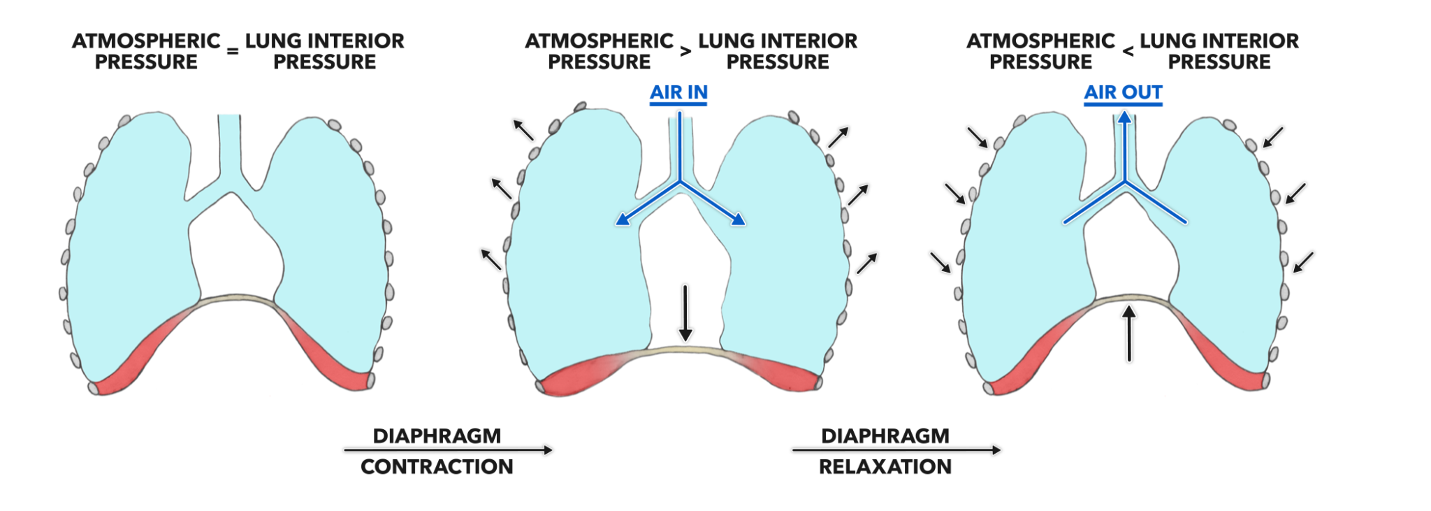 Crossfit Lung Physiology Breathing