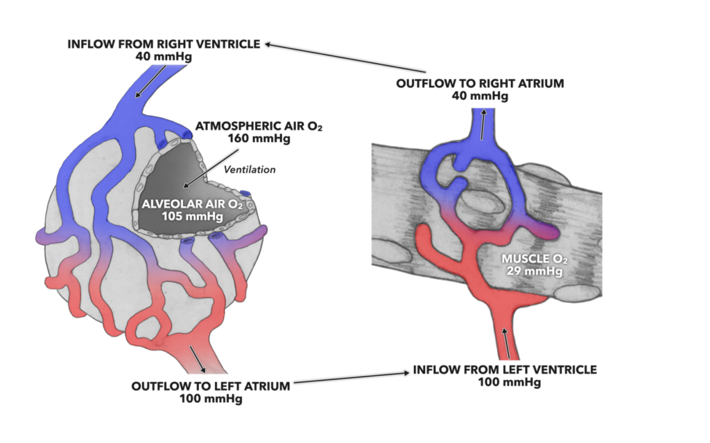 CrossFit | The Lungs: Gas Exchange