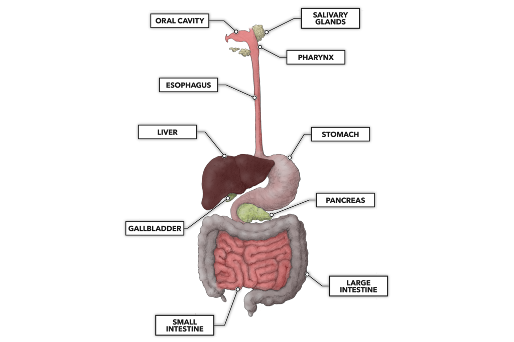 CrossFit | The Gastrointestinal System: An Introduction