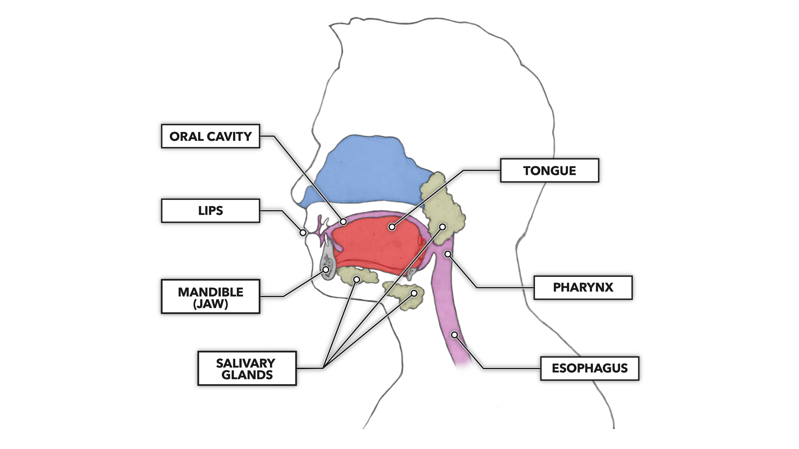 CrossFit | The Gastrointestinal System: The Mouth and Tongue