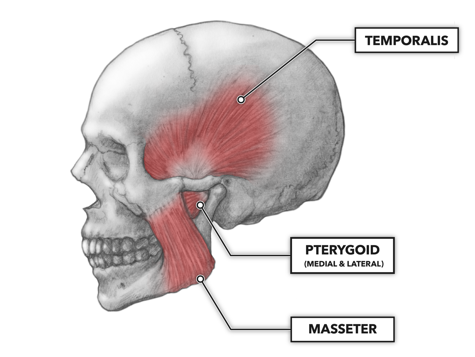 CrossFit | The Gastrointestinal System: The Mouth and Tongue