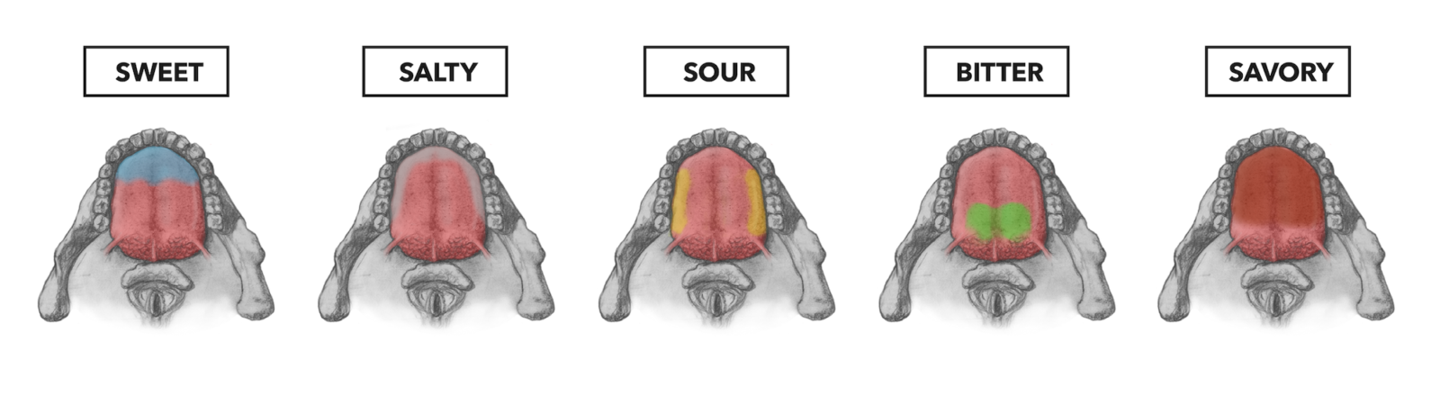CrossFit | The Gastrointestinal System: Anatomy of Taste