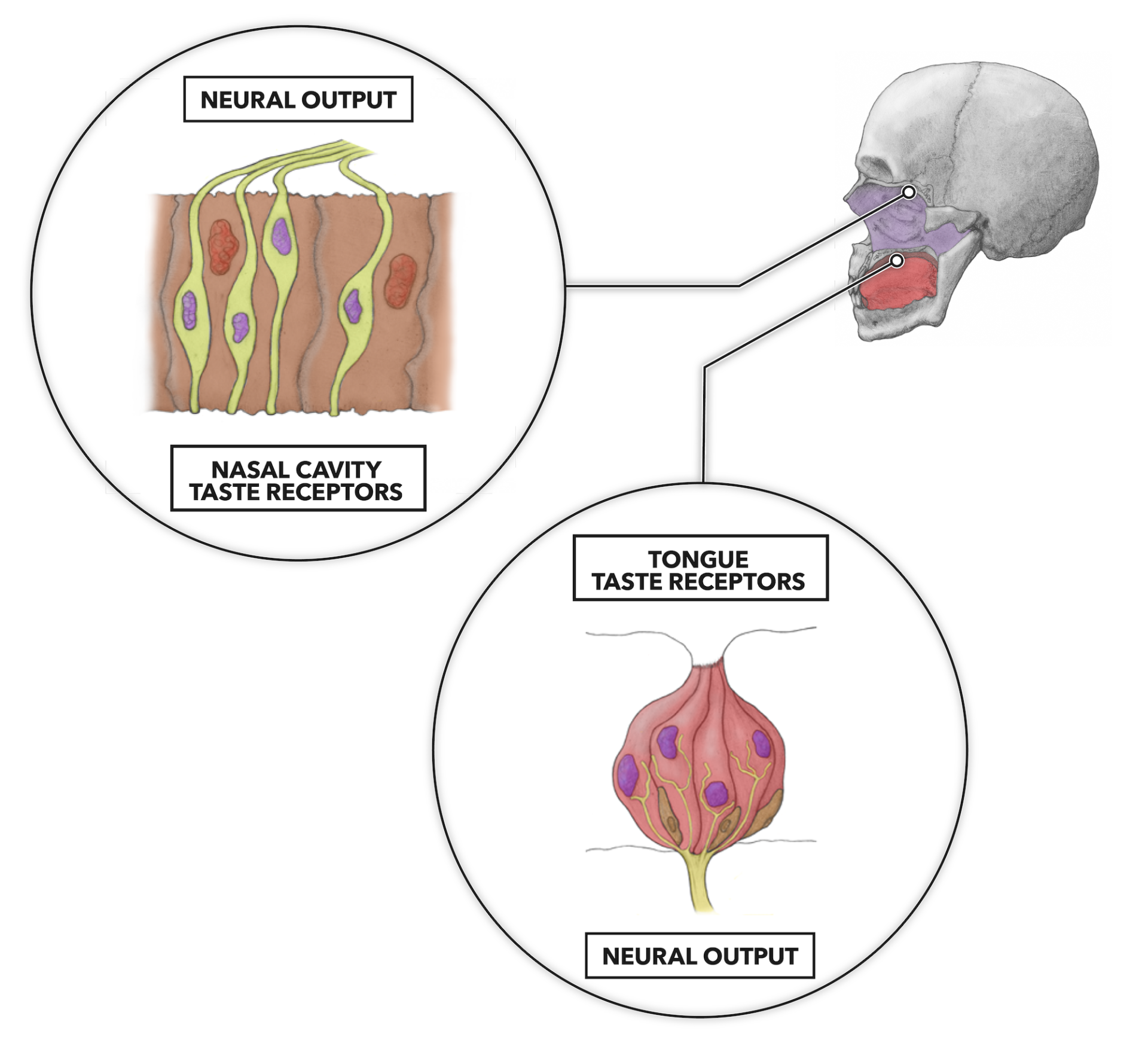 CrossFit | The Gastrointestinal System: Anatomy of Taste