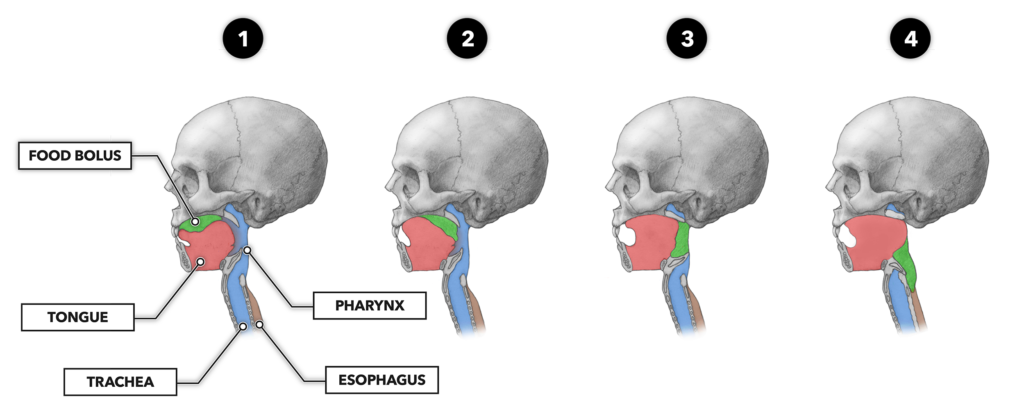 CrossFit | The Gastrointestinal System: Swallowing