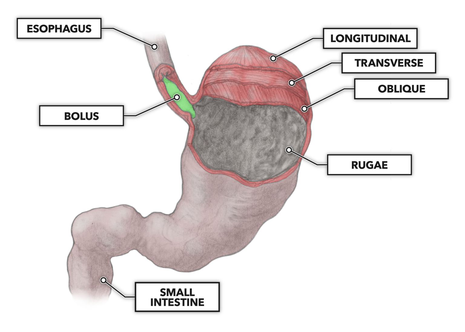 CrossFit | The Gastrointestinal System: Stomach Structure