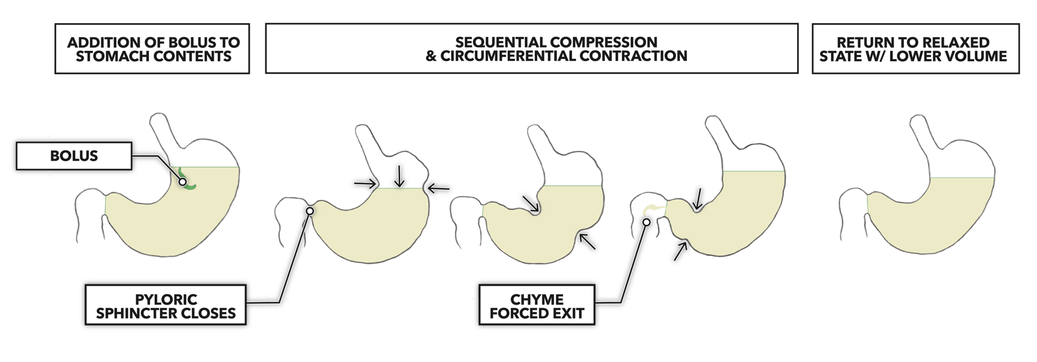 CrossFit | The Gastrointestinal System: Stomach Peristalsis