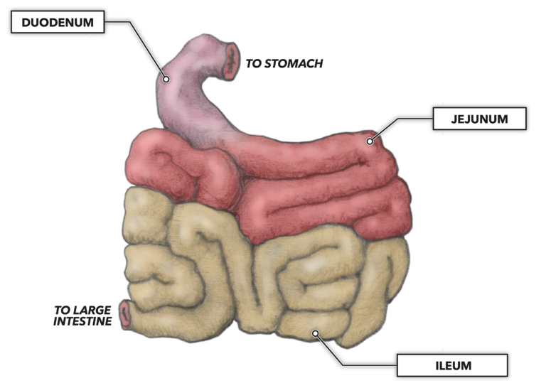 Inside Large Intestine Anatomy Inside Large Intestine Anatomy