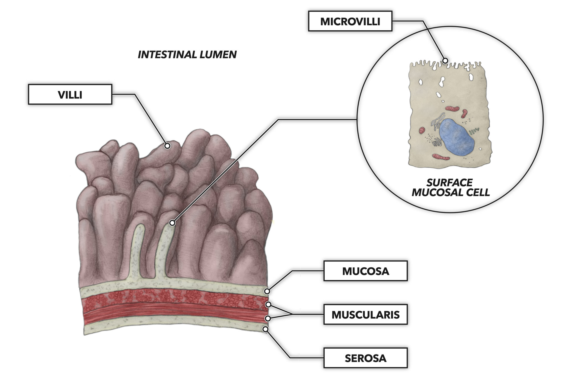 CrossFit | The Gastrointestinal System: Small Intestine