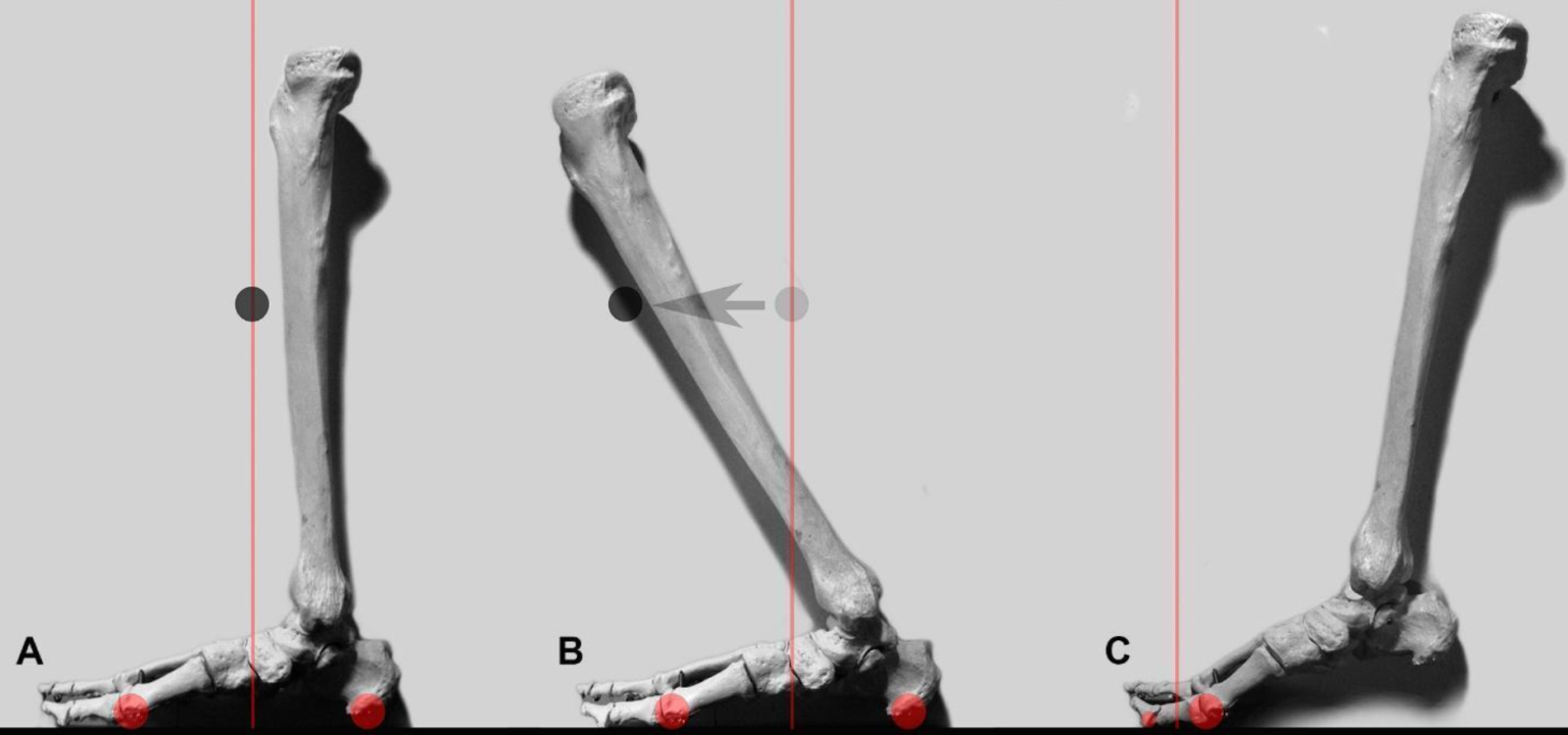 CrossFit | Building Technique From the Ground Up, Part 2: Foot ...