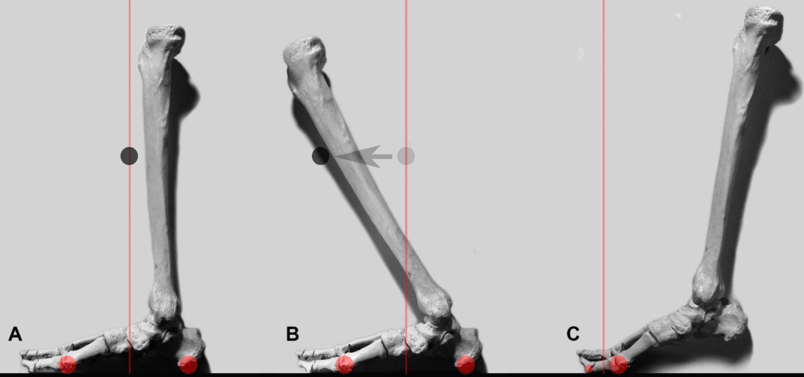 CrossFit | Building Technique From the Ground Up, Part 2: Foot ...